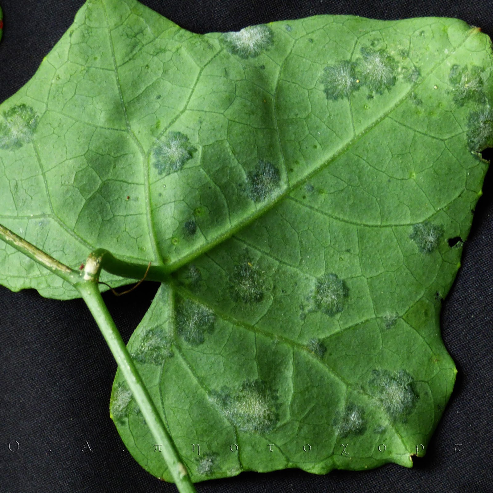 Diseases of cucurbits