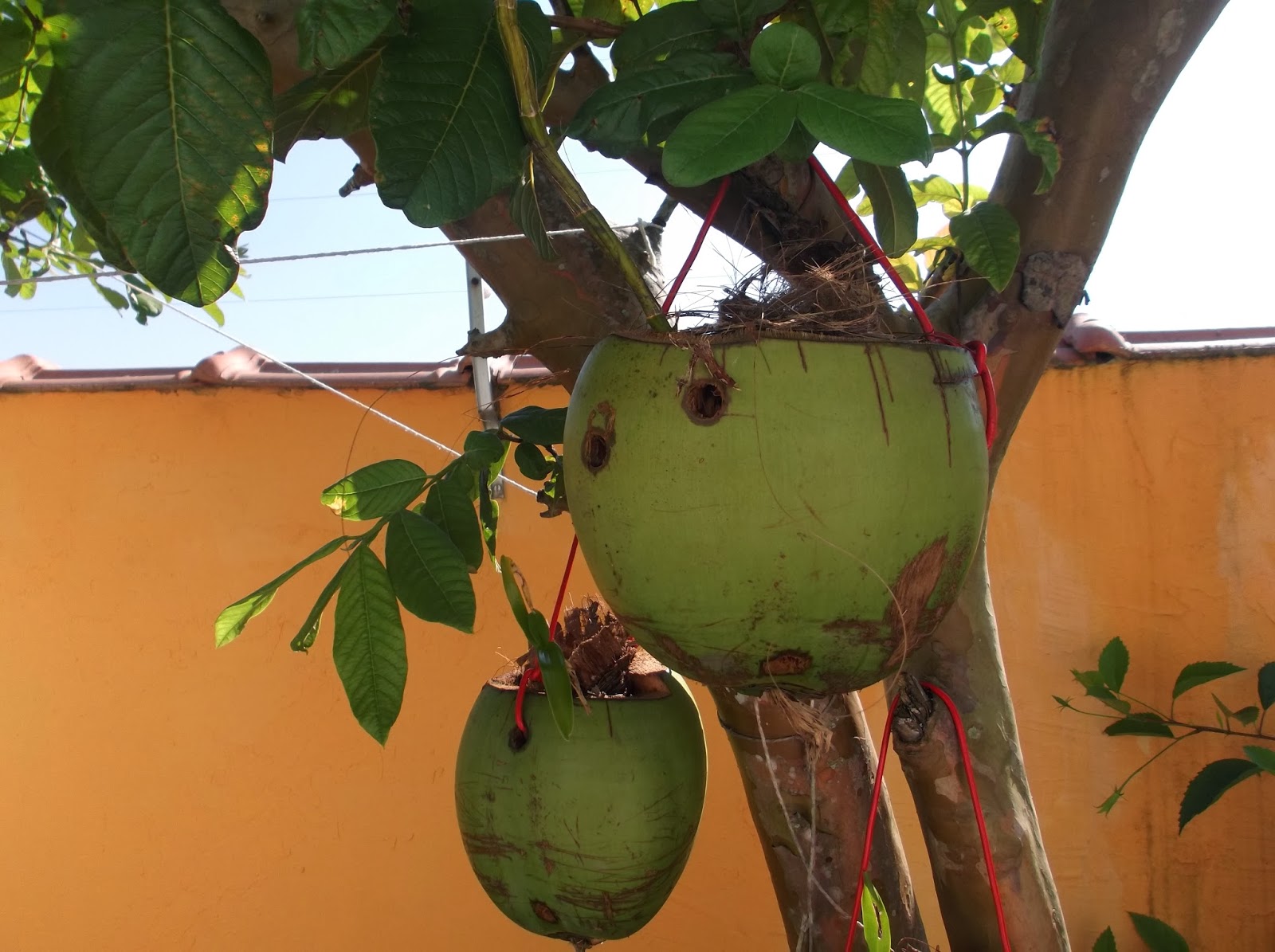 MEU QUADRADO: DEPOIS DA ÁGUA DE COCO, ÀS ORQUÍDEAS: MAIS COCOS QUE ...