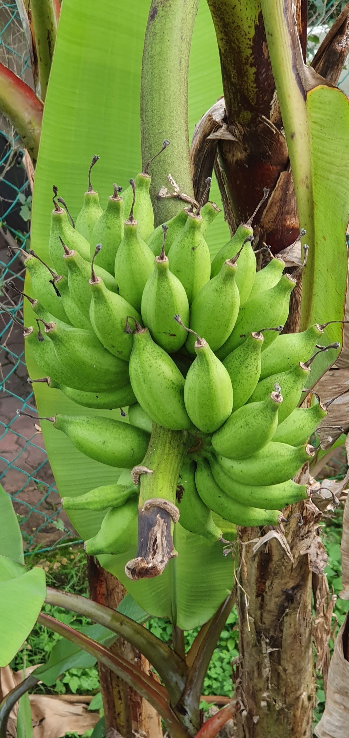 Warisan Petani: Pisang Lemak Manis vs Pisang 40 Hari