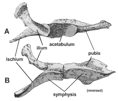 Mark P. Witton's Blog: Plesiosaurs on the rocks: the terrestrial ...