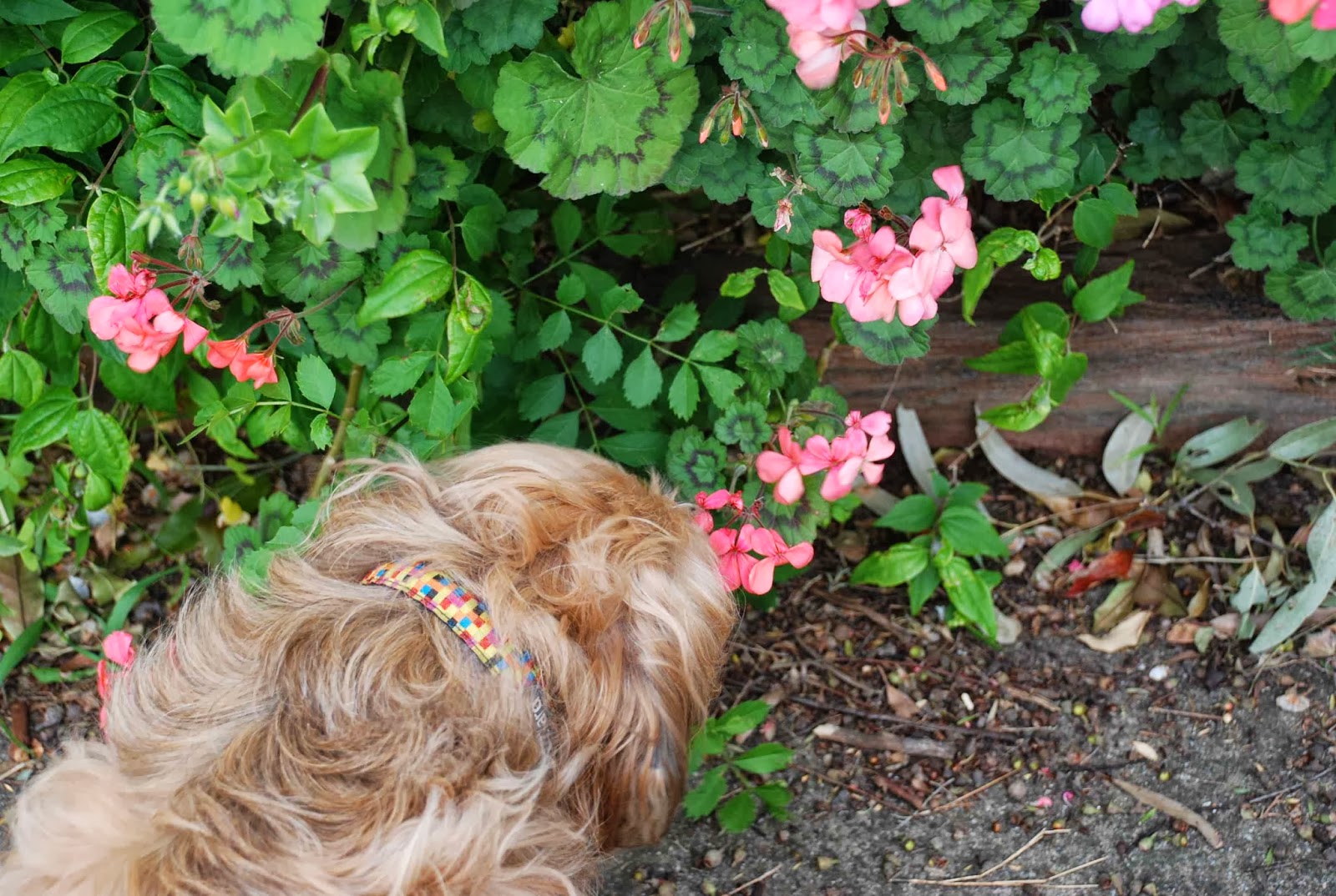 My dog : mooching around the local lanes with my dog