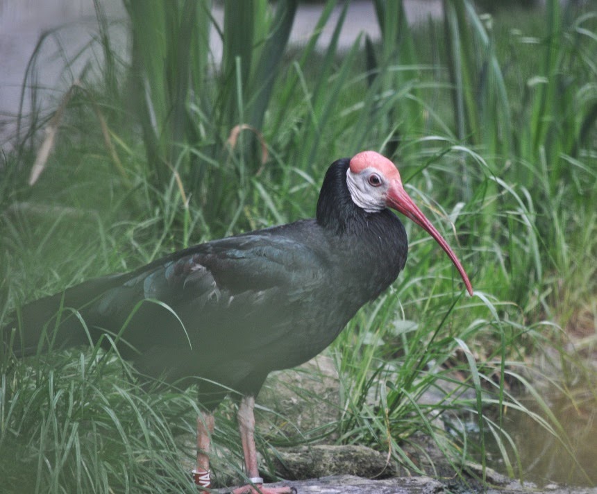 ZOOTOGRAFIANDO (6.100 ANIMALS): IBIS CALVO / SOUTHERN BALD IBIS ...