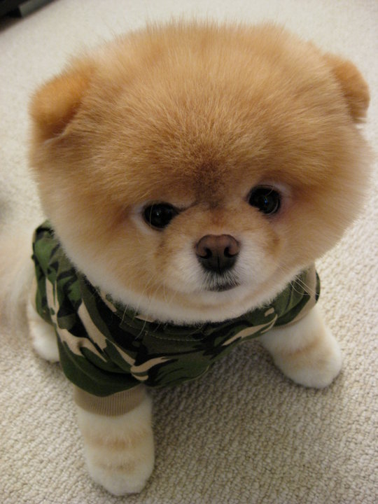 Boo, o cachorro mais fofo do mundo.: História de Boo