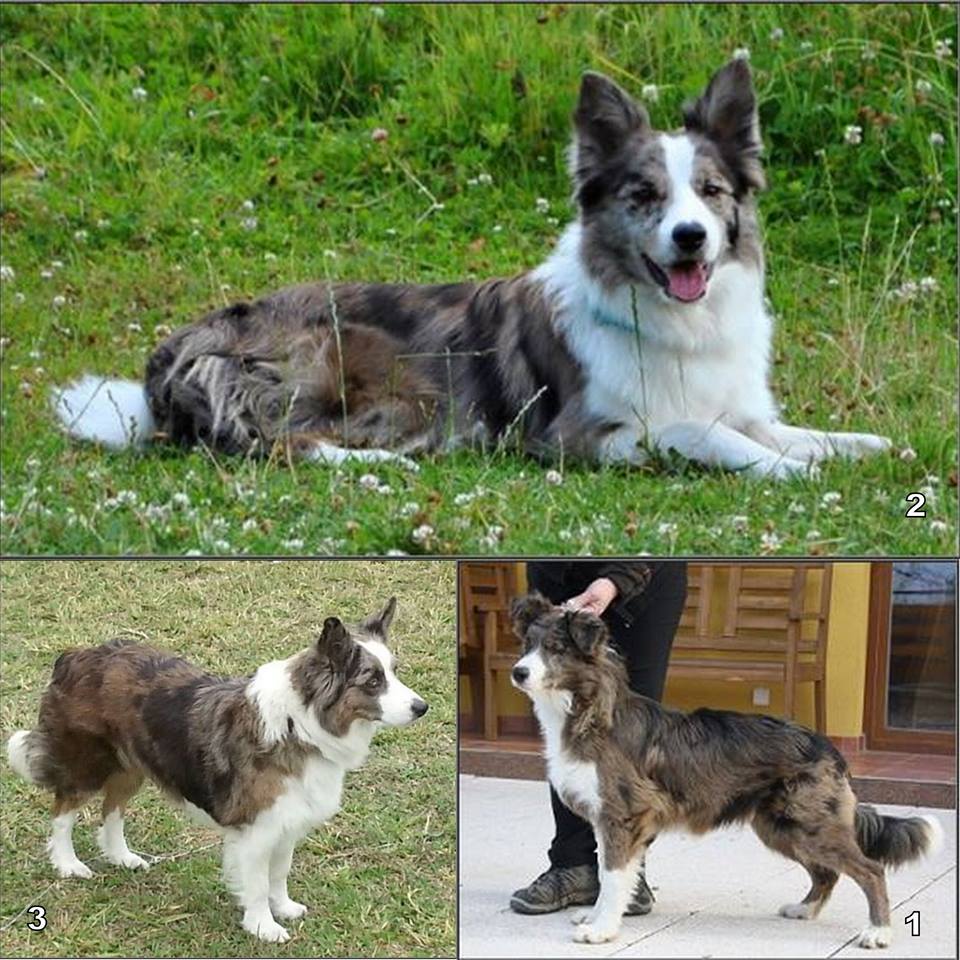 Border Collies - História e Genética: Cores