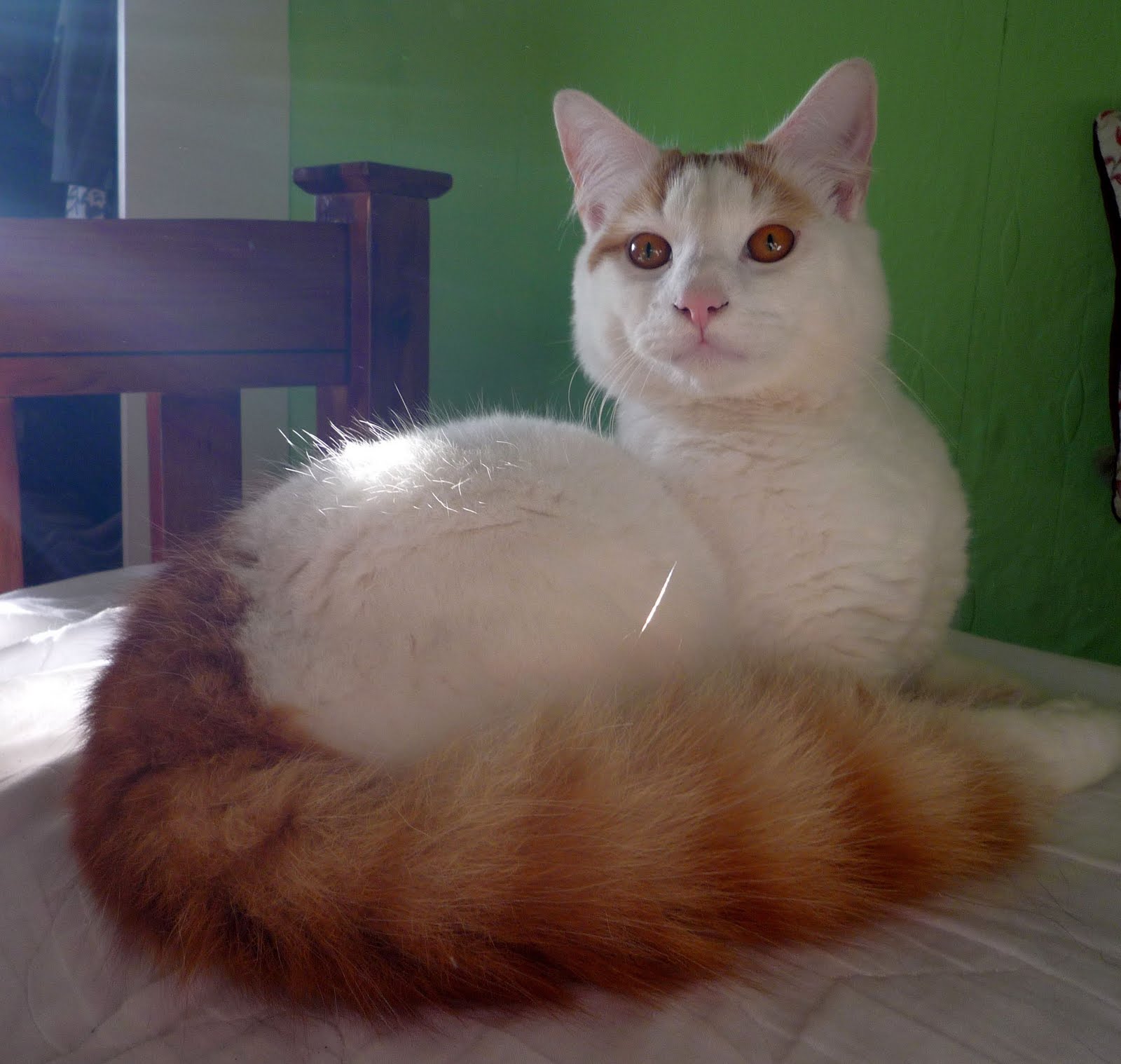 Turkish Van Cat Photos