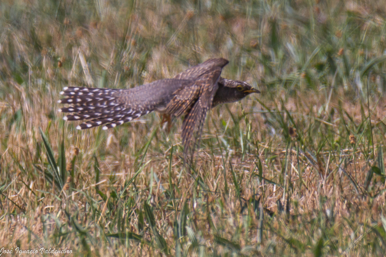 DocNatureBlog: El ave que nunca llega a conocer a sus progenitores ...