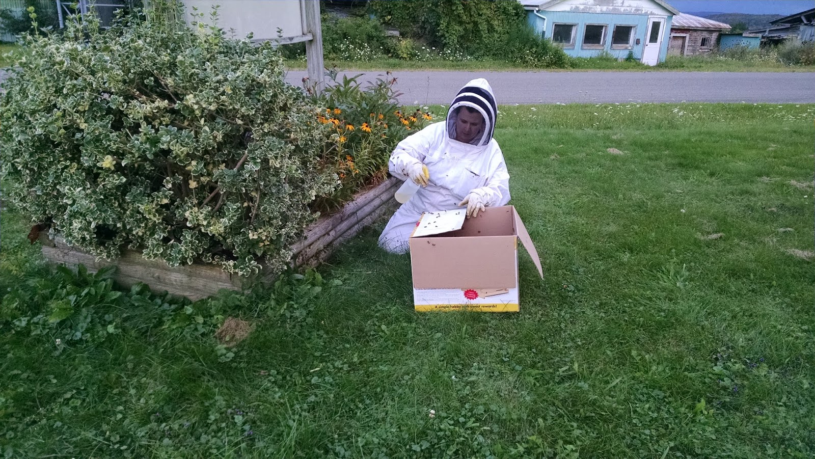 Knee Deep in Sheep: Those Bees