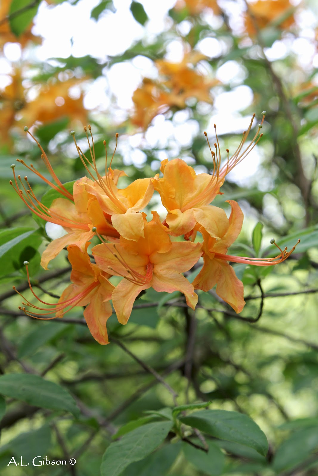 The Buckeye Botanist: Flame Azalea (Rhododendron calendulaceum)