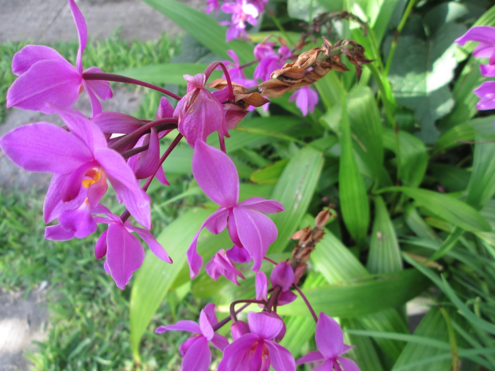 Garden Notes from Hawaii: GROUND ORCHIDS (Spathoglottis plictata)