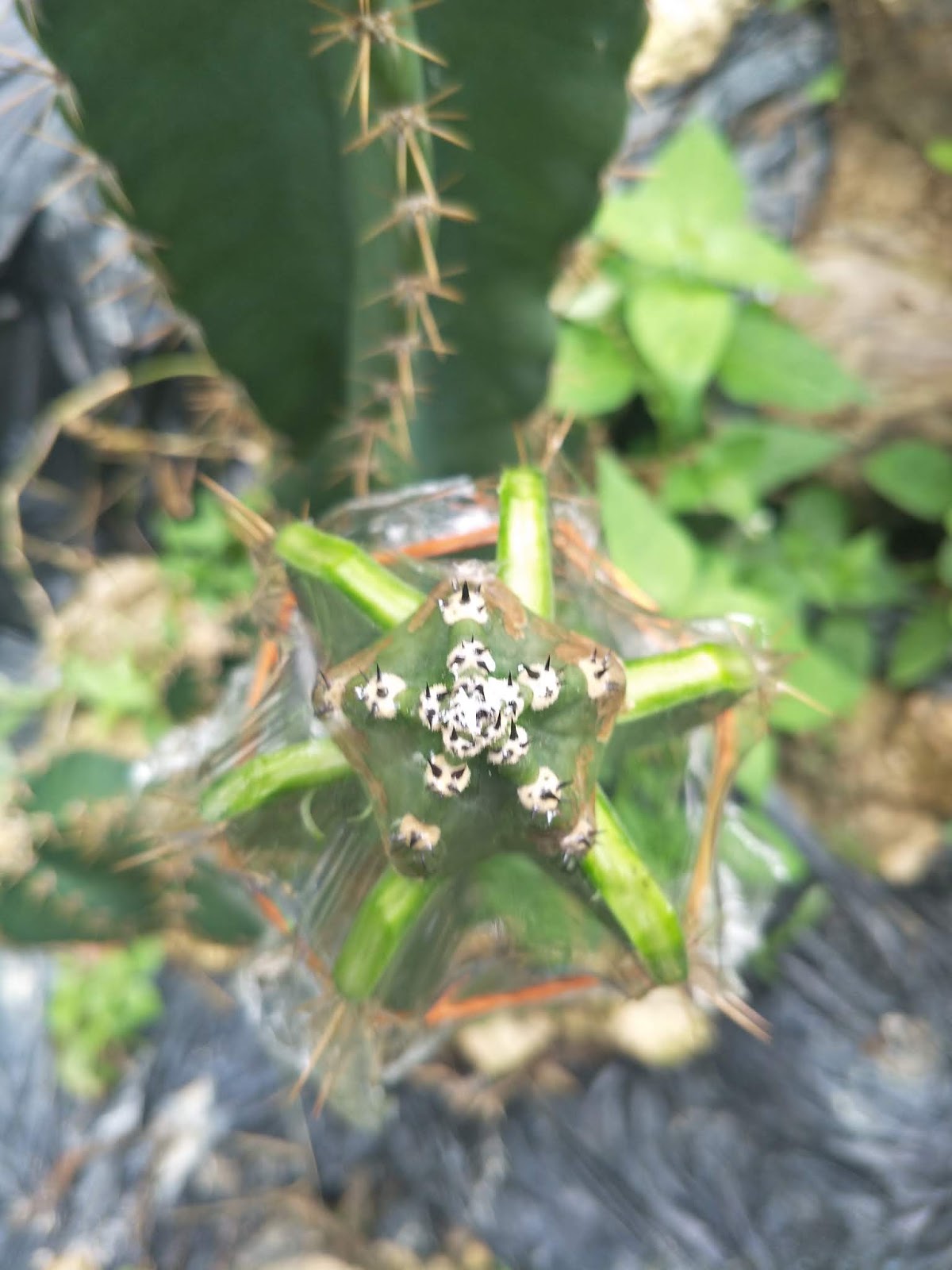 Secrets To Growing Cactus And Succulents: October 2019 Graft Update ...