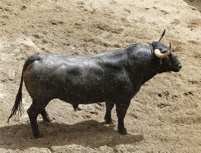 Lascosasdeltoro: "Minervo" abre la undécima de feria en Sevilla.