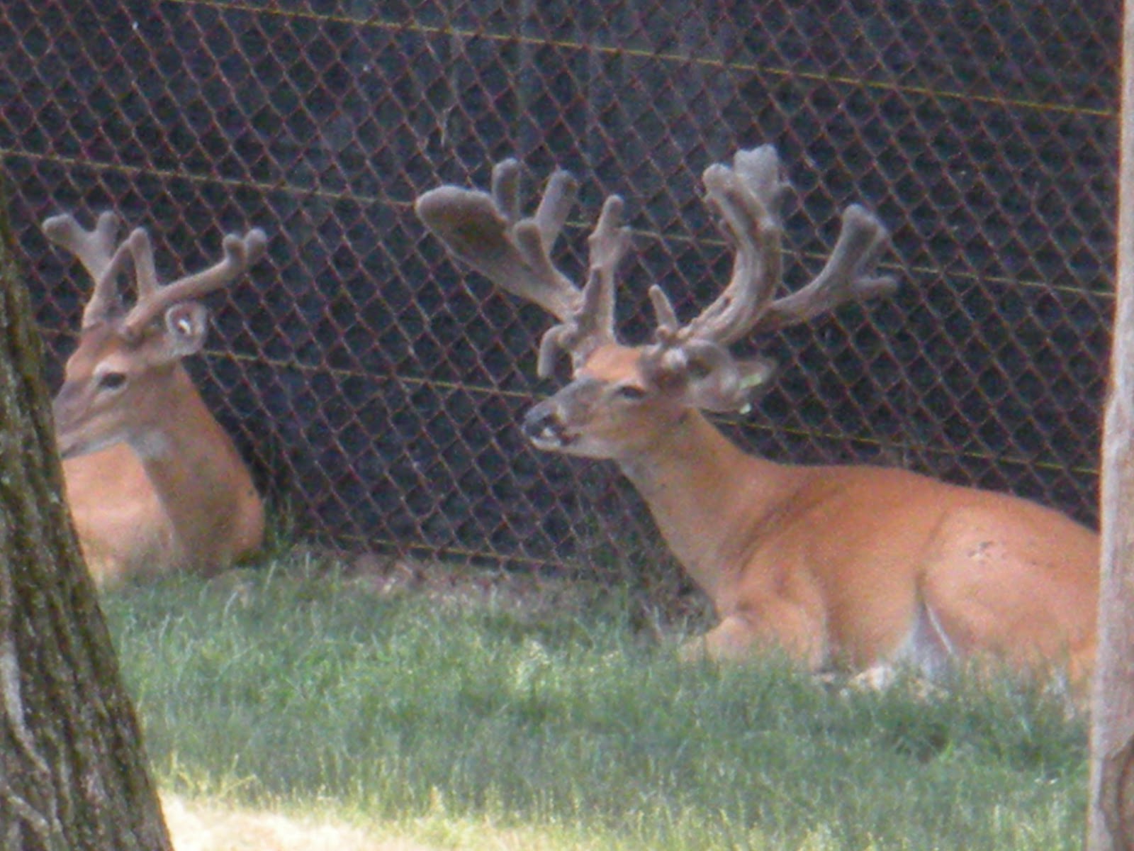 Valley View Velvet Whitetails