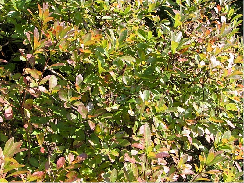 Rhododendron atlanticum - Dwarf azalea - Azalea atlantica care and ...