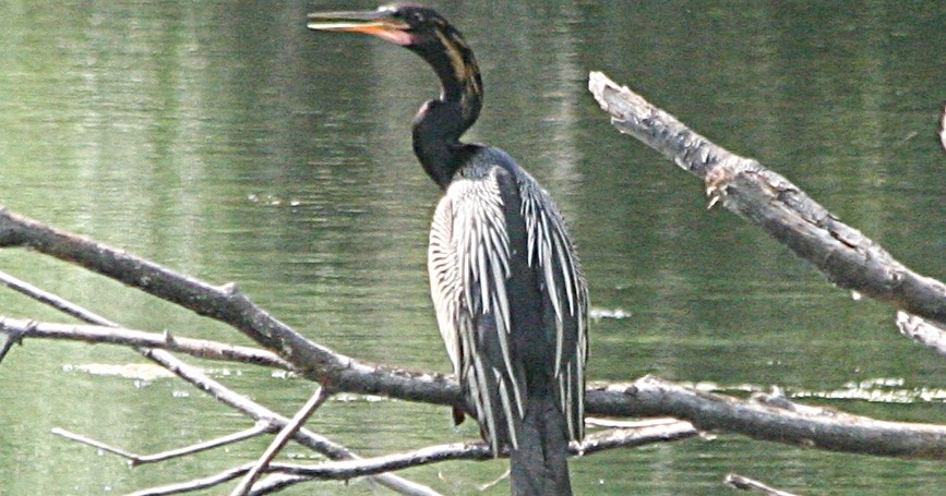 This week in birds - #382