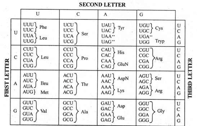 Science and Technology: BioMolecules : DNA Replication and Protein ...