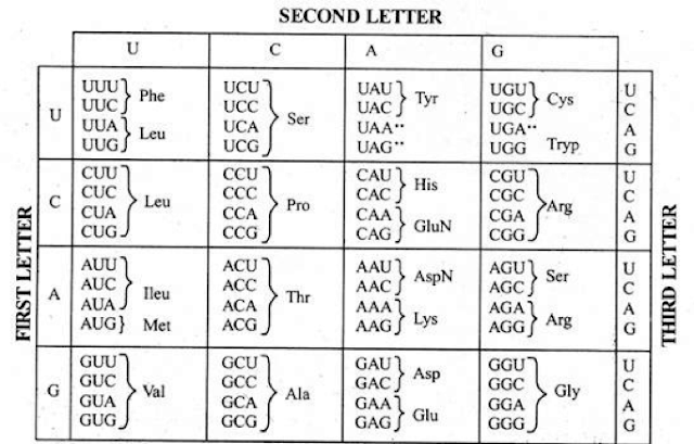 Science and Technology: BioMolecules : DNA Replication and Protein ...