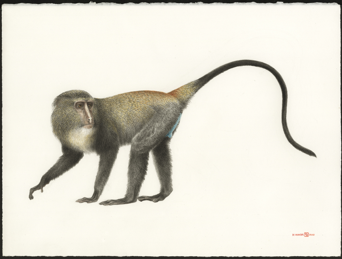 No Dinosaurs! : Pictures of the lesula, the new species of monkey ...