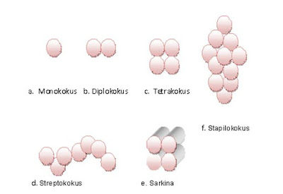 Klasifikasi Bakteri Berdasarkan Bentuknya