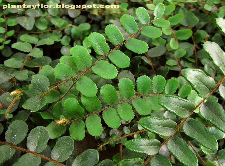 Plantas y flores: Pellaea rotundifolia