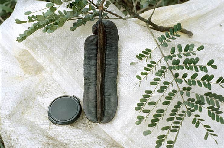 15 PHYSICAL AND SPIRITUAL BENEFITS OF PREKESE (AIDEN FRUITS)