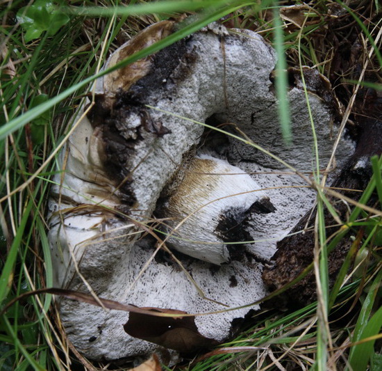 Guía de Setas y Hongos de Navarra.: Hypomyces sp.