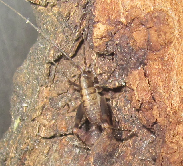 Invertebrate Dude: Giant Camel Cricket Hatchlings!!!