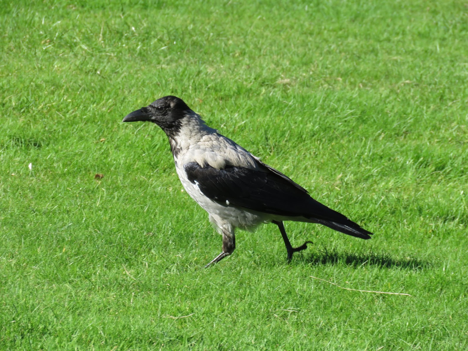 CHESHIRE AND WIRRAL BIRD NEWS AND UK MEGAS POSTED DAILY,TWITCHES AND ...