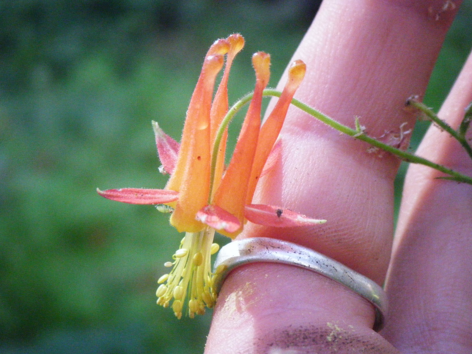 The Botanical Hiker: Western Plants
