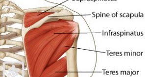Teres minor muscle - Medically