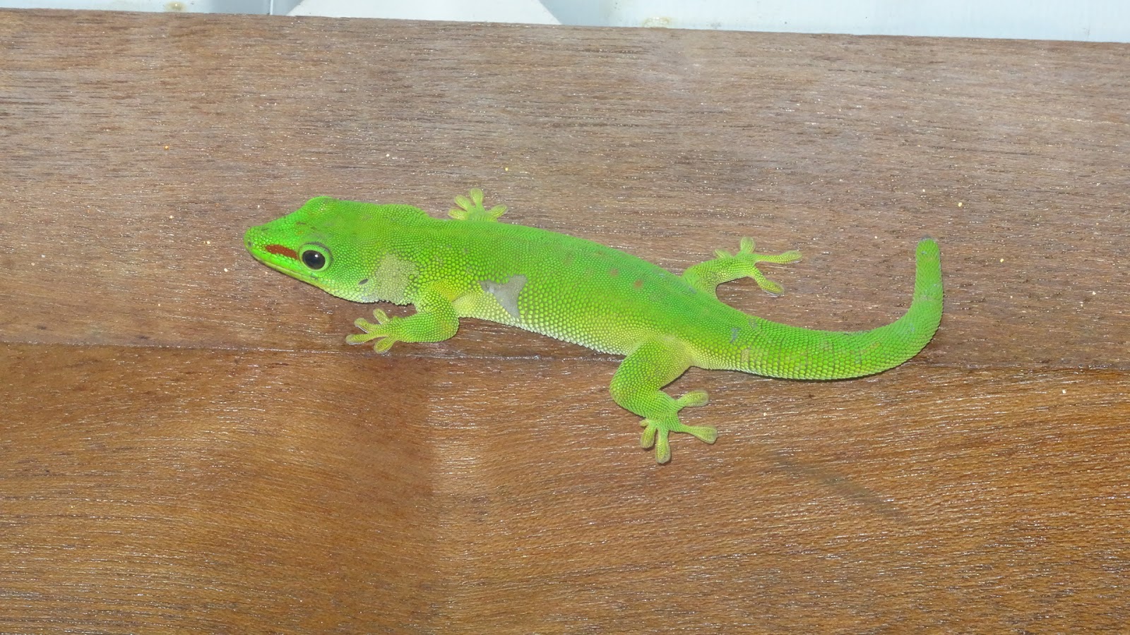 Bethany's Bloggins: Wildlife on Mauritius by Lydia