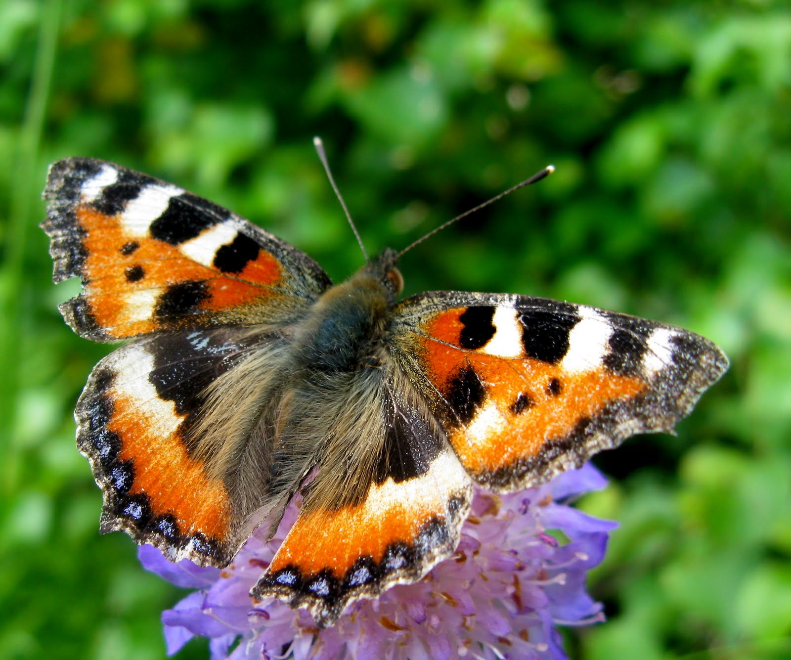 Speilbiter: Sommerfugler og svermere