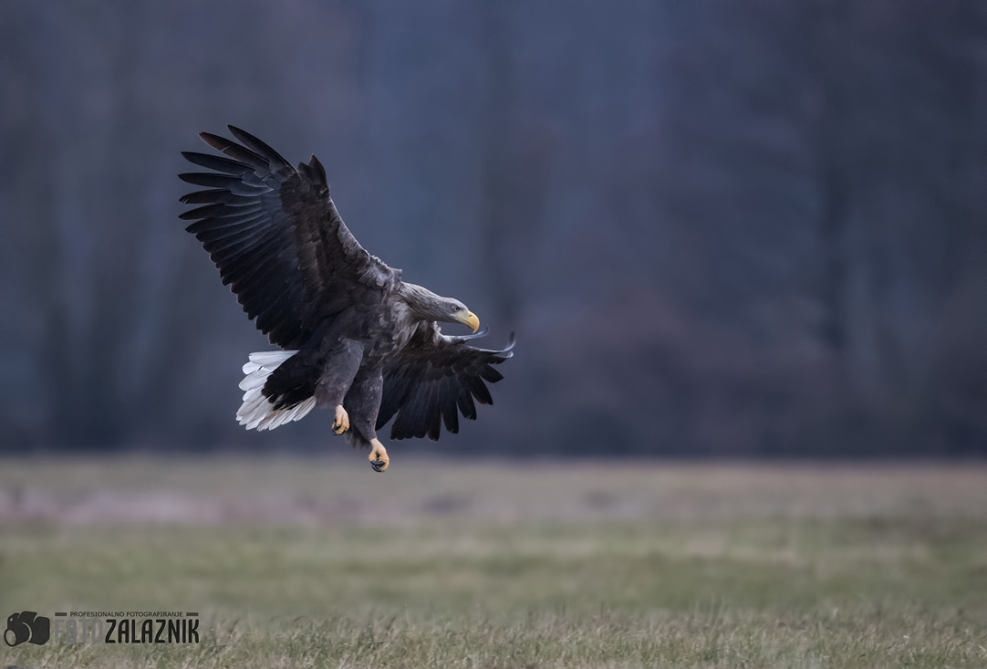 FOTO-LOV: Poljska divjina-fotodelavnica