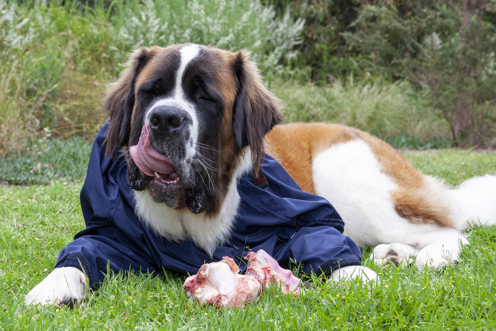 Dog Trousers Australia new lightweight waterproof dog trousers ...