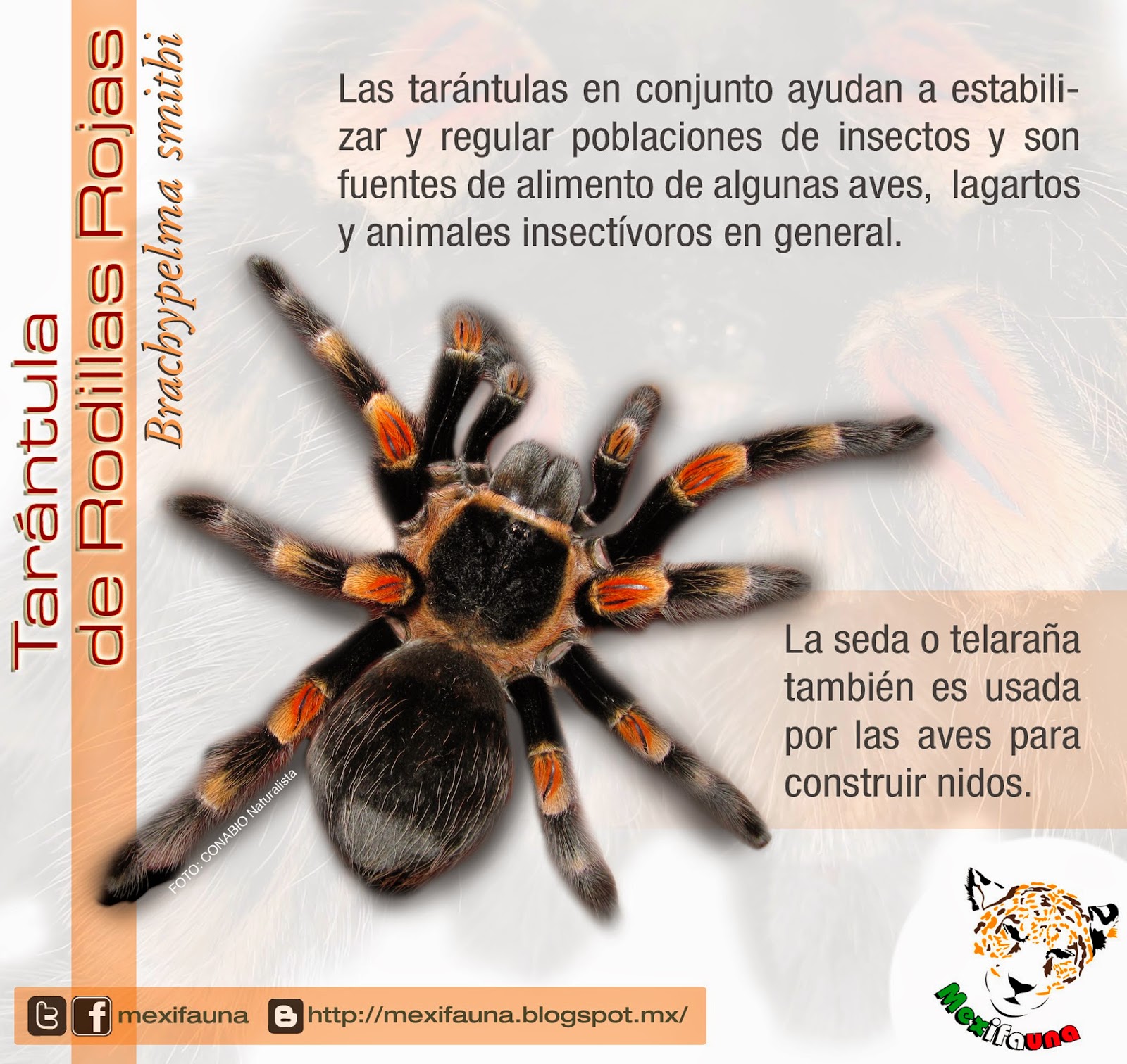 MEXIFAUNA: Tarántula de rodillas rojas (Brachypelma smithi)