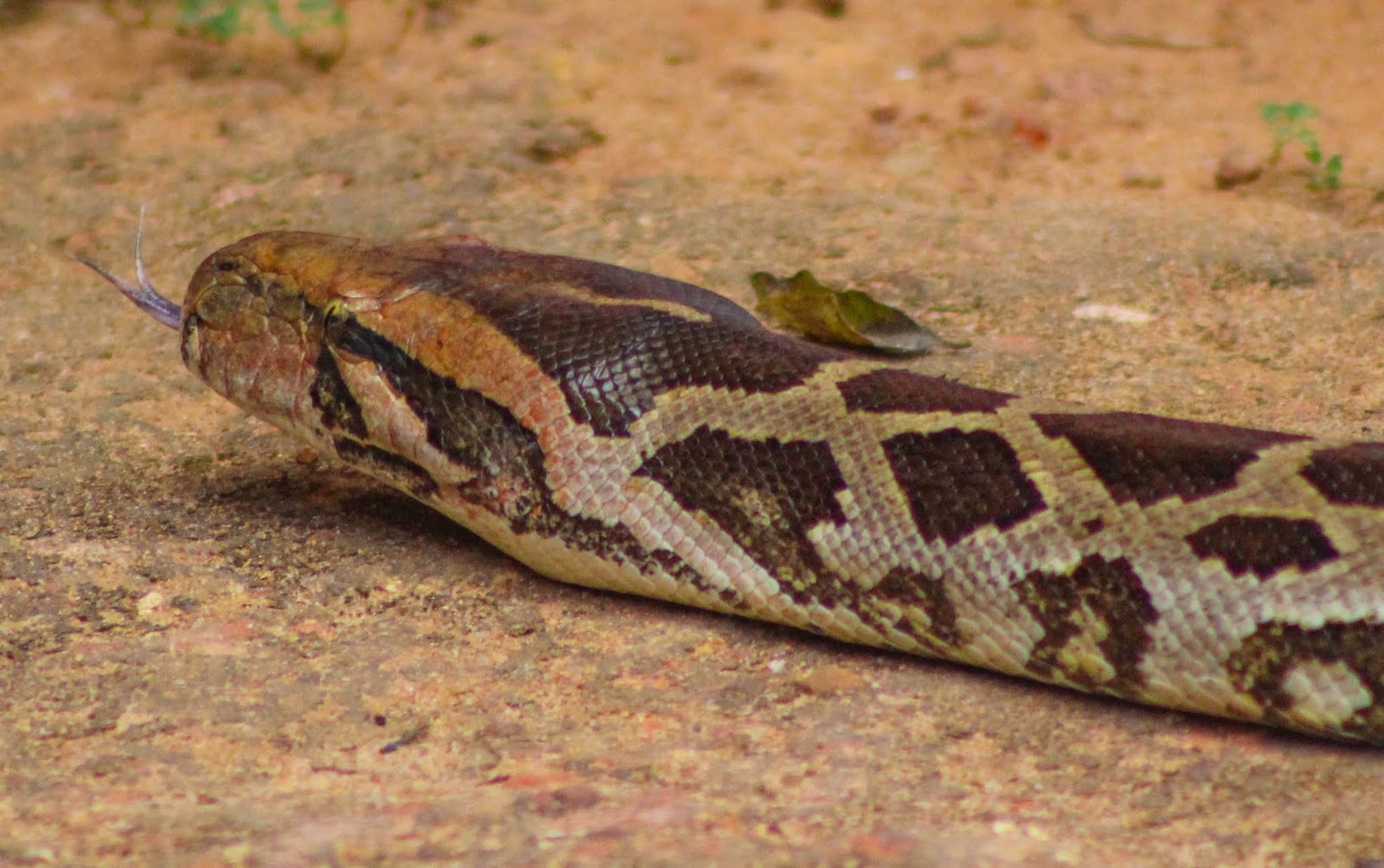 Cannundrums: Indian Rock Python