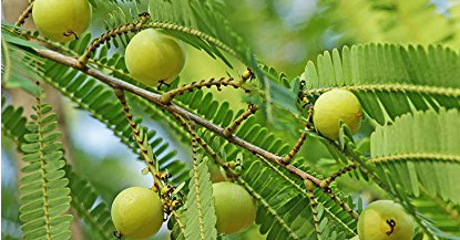 13 Different health benefits of Amla Juice that you cannot skip.