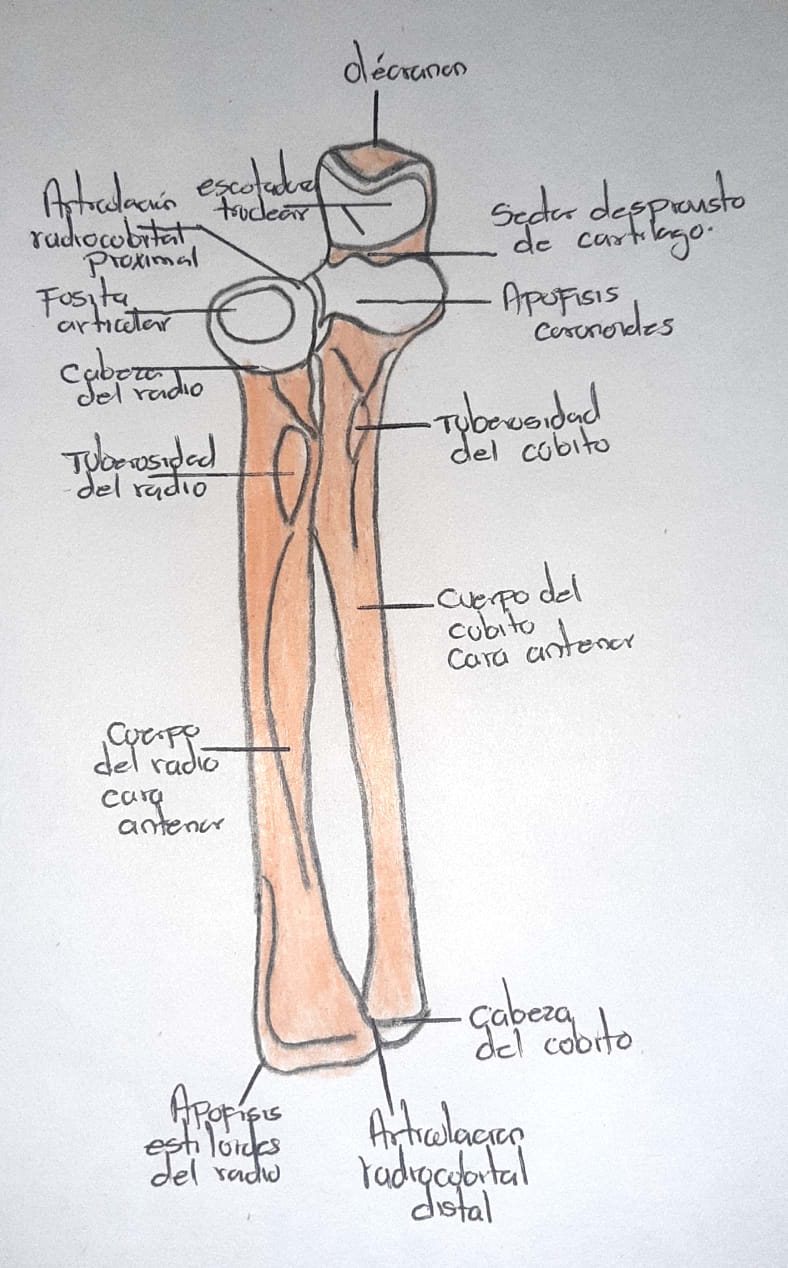 ANATOMÍA RADIOLOGÍCA