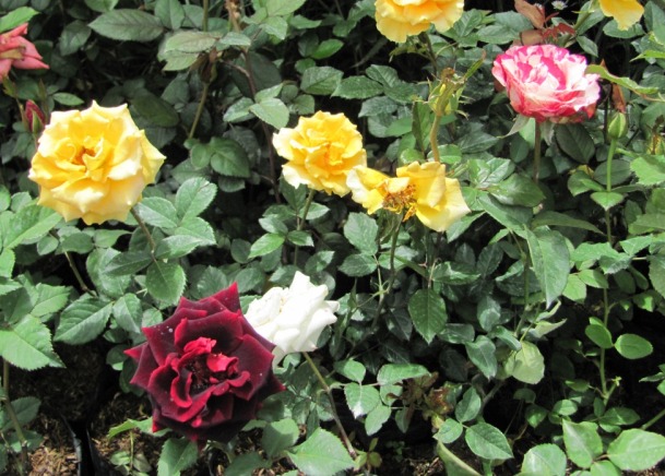 pohon hias | pohon mawar | bunga mawar | tukang taman | tukang rumput ...