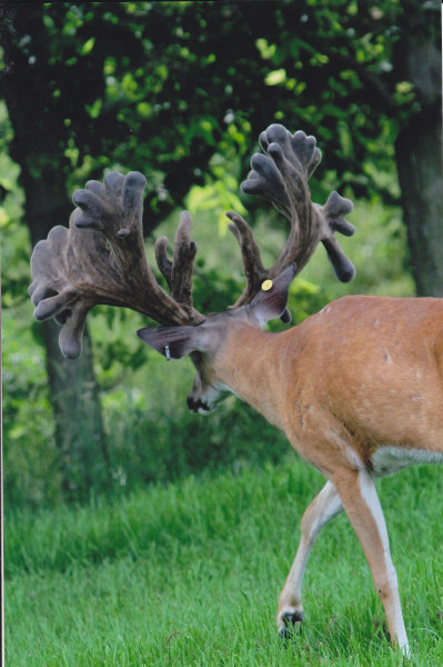 Charles "Deer Man" Black: X-Factor and Friends Watch 'Em Grow Week 7