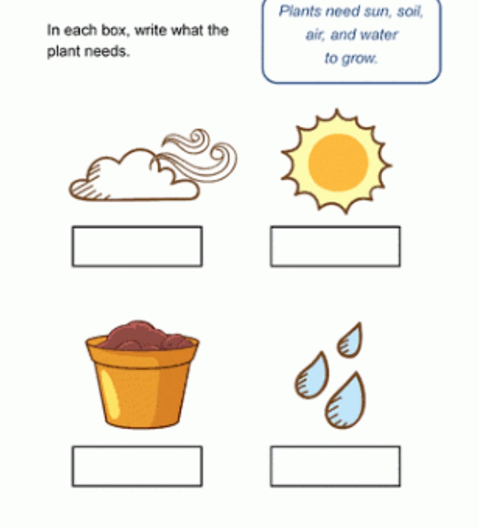 EVS - worksheet - what plants need to grow