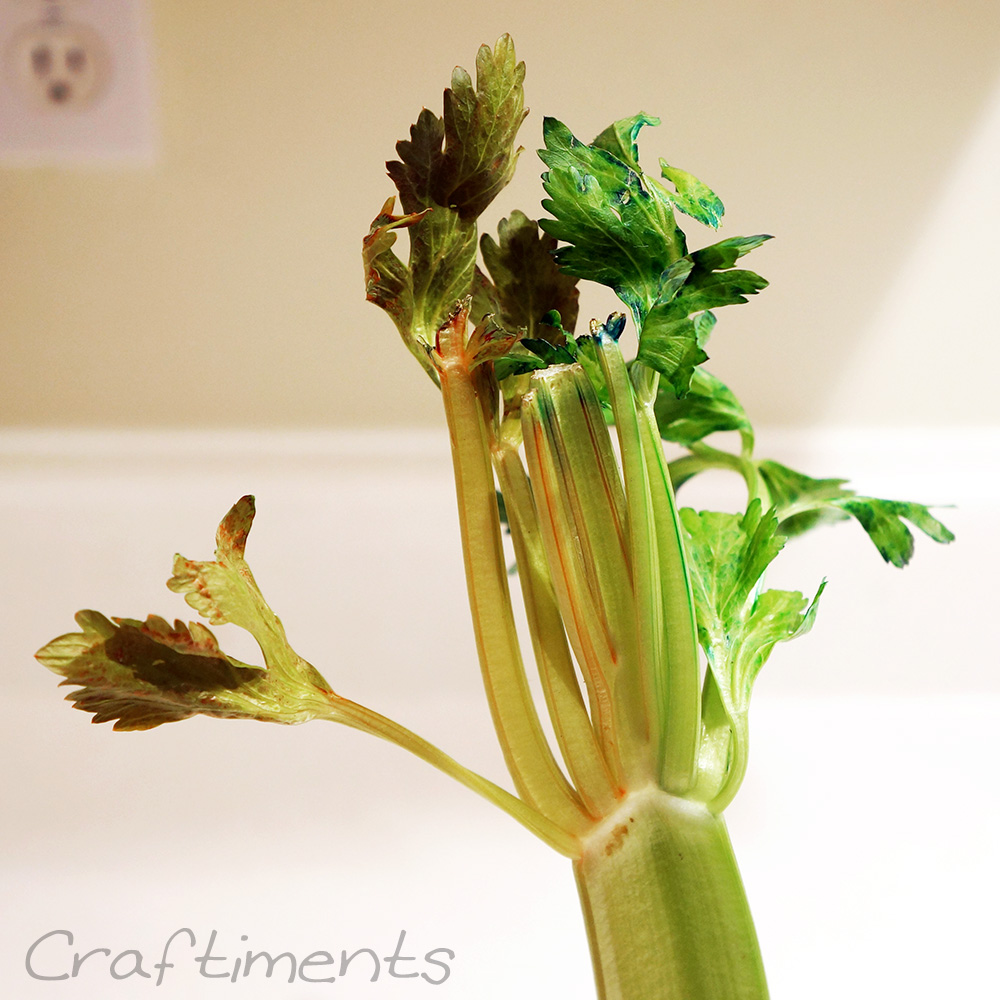 Xylem Celery Experiment Our Celery Experiment. — PLAISTOW AND