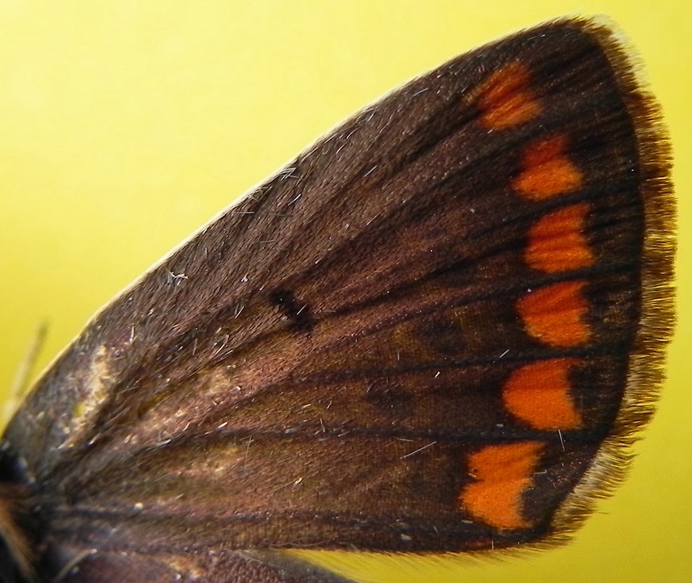 MARIPOSAS (BUTTERFLIES): Subfamilia POLYOMMATINAE Tribu POLYOMMATINI ...
