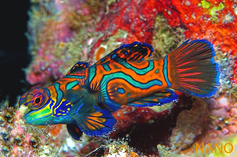Conoce el mundo submarino: Peces tropicales y sus colores