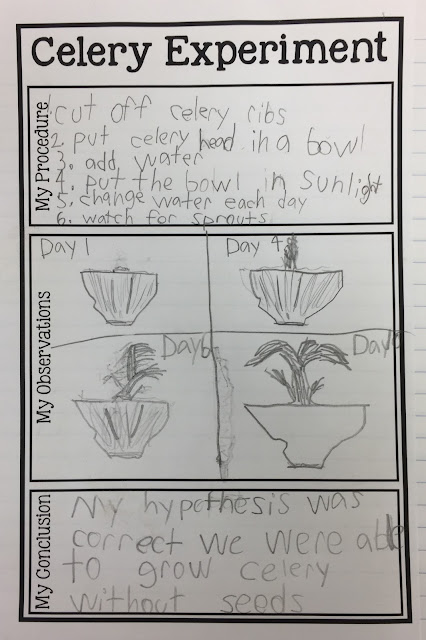 Kearson's Classroom: The Great Celery Experiment