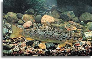 Pasiunea Pescuitului: Pescuitul Pastravului de Lac