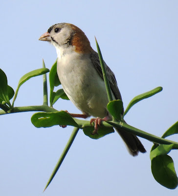 A CONTRATORRENT...: Un nou ocell a Togo
