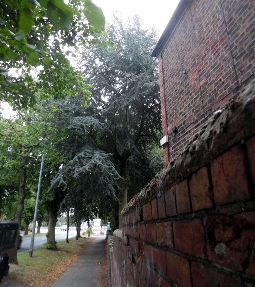 Nigel Fisher's Brigg Blog: BRIGG CONSERVATION AREA TREE-FELLING APPROVED