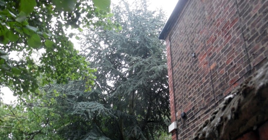 Nigel Fisher's Brigg Blog: BRIGG CONSERVATION AREA TREE-FELLING APPROVED