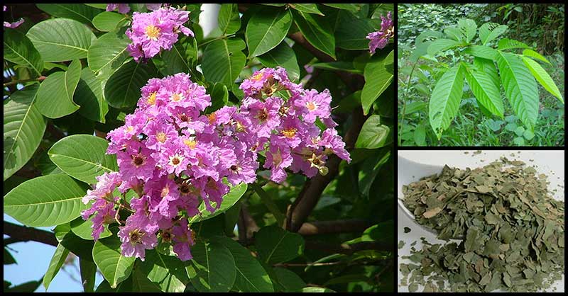 Banaba: Nature’s Natural Remedy for Diabetes | Dr Farrah MD