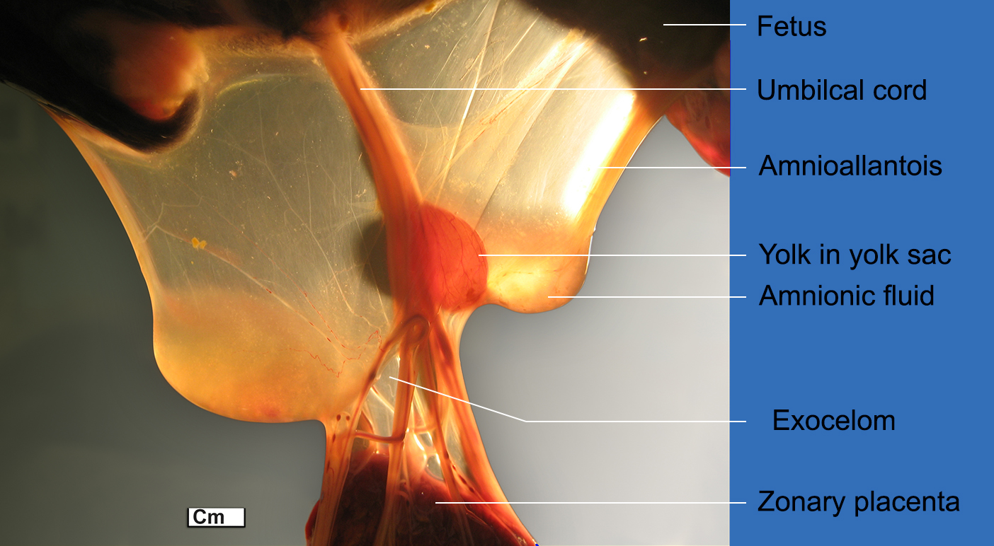 Yolk Sac Biology Britannica